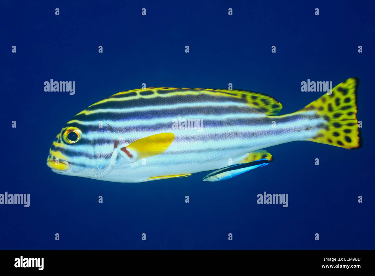 Bluestreak cleaner fish labroides dimidiatus hi-res stock photography ...