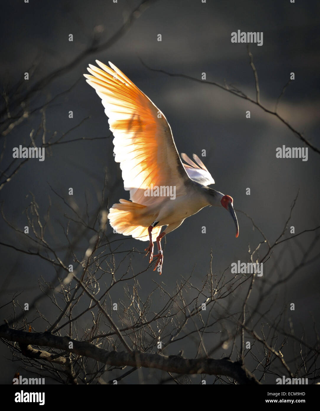 Crested Ibis High Resolution Stock Photography and Images - Alamy