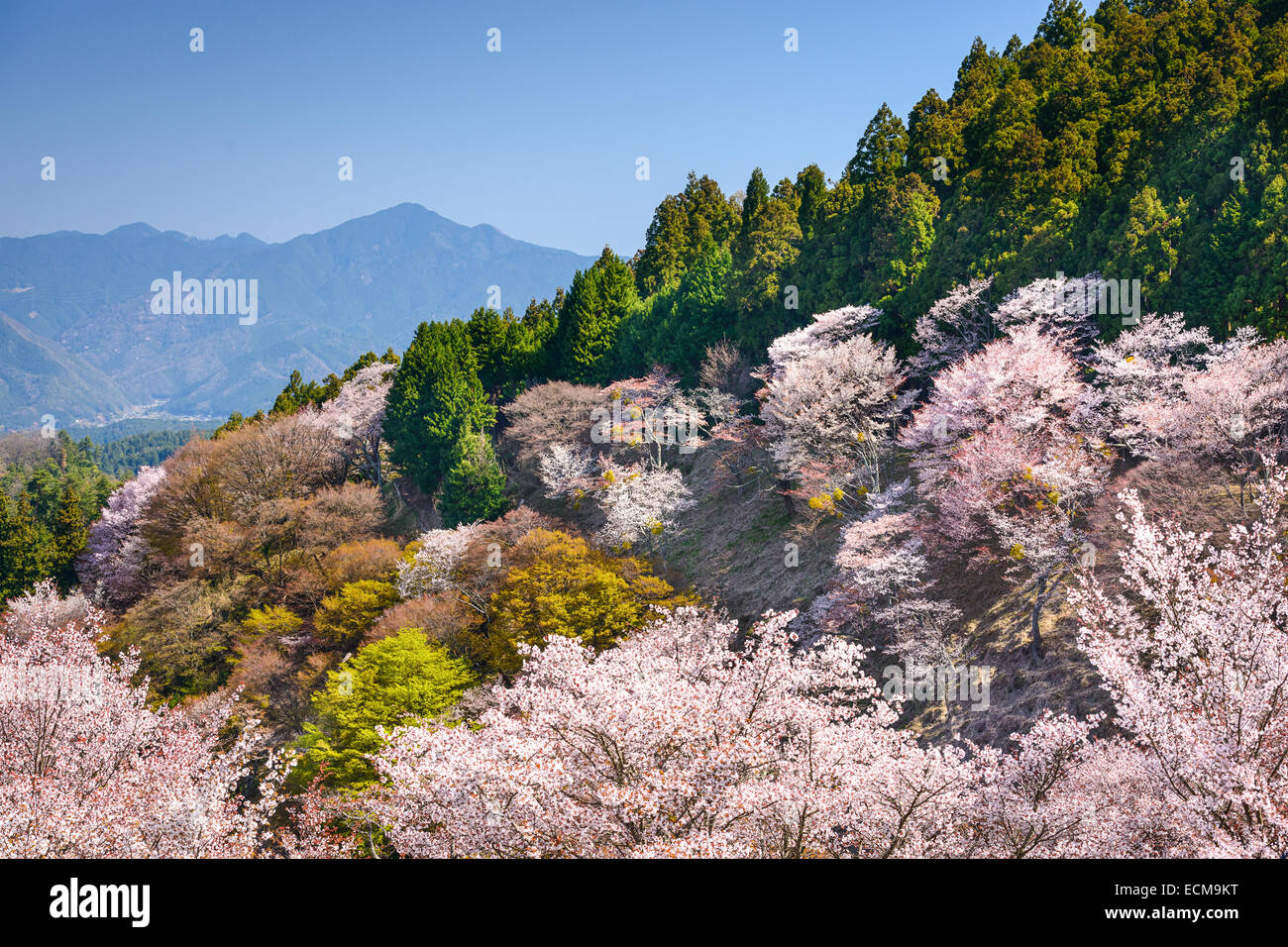 Spring forest japan hi-res stock photography and images - Alamy