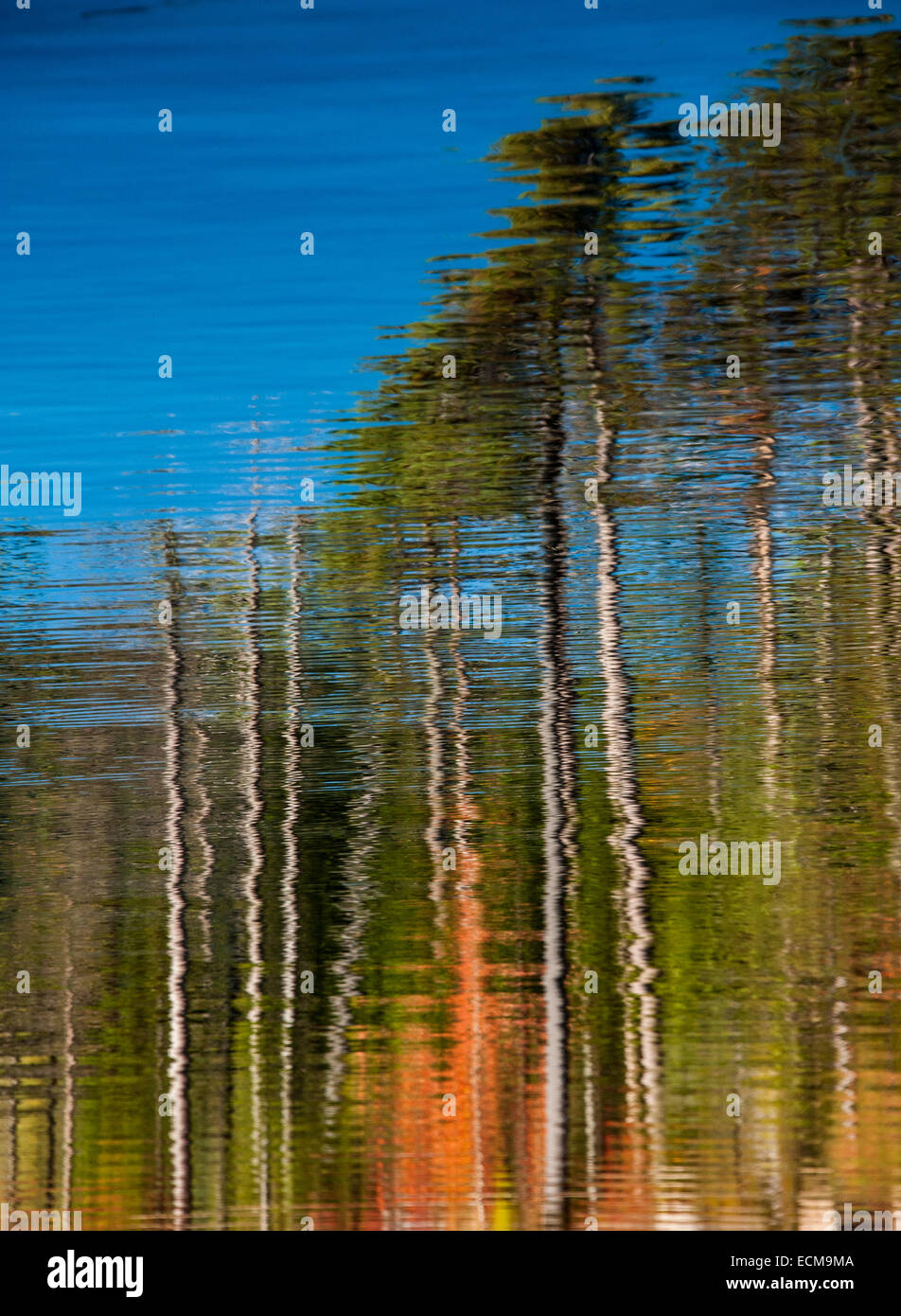 Acadia trees hi-res stock photography and images - Alamy