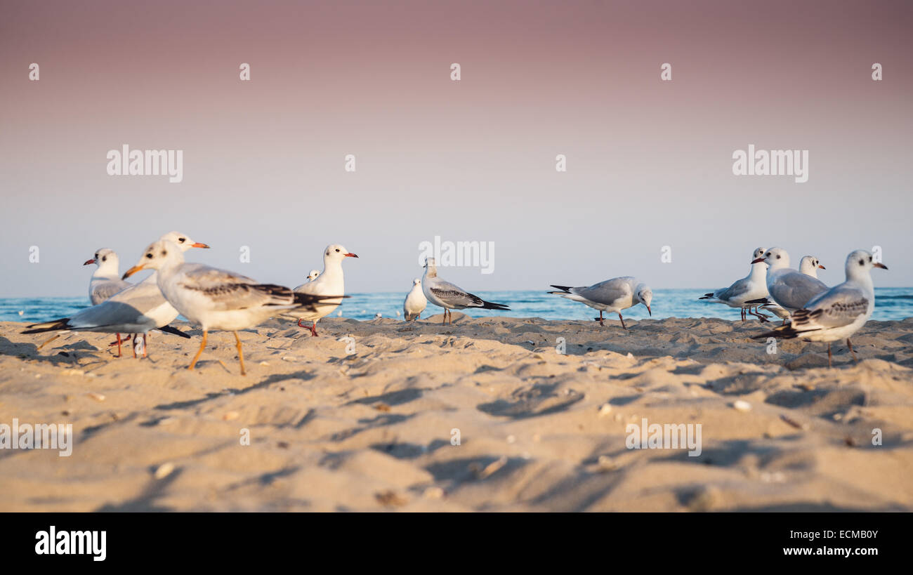 Seagulls at the beach Stock Photo - Alamy