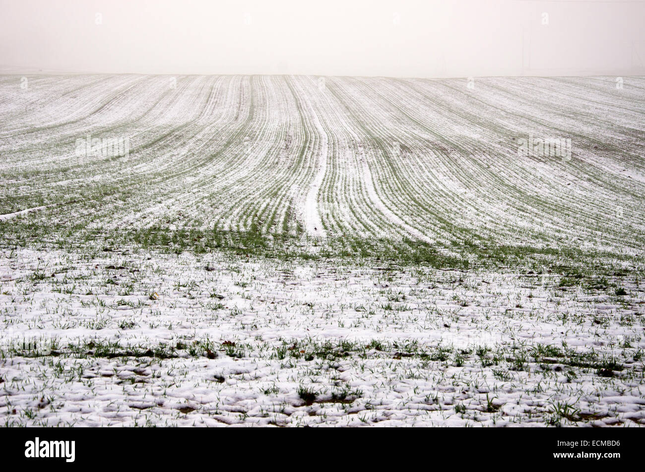 Winter rye field hi-res stock photography and images - Alamy