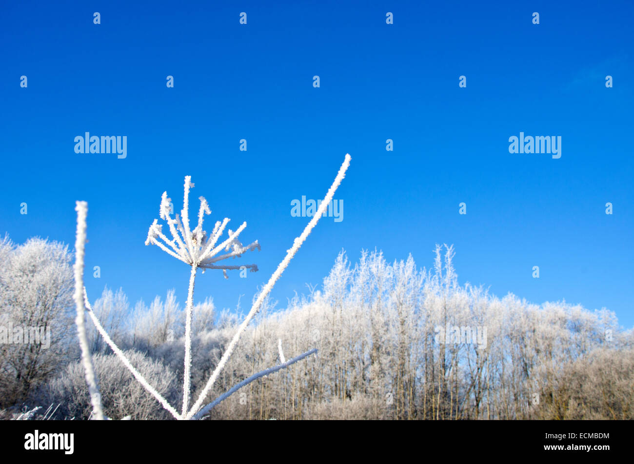 Midwinter flora hi-res stock photography and images - Alamy
