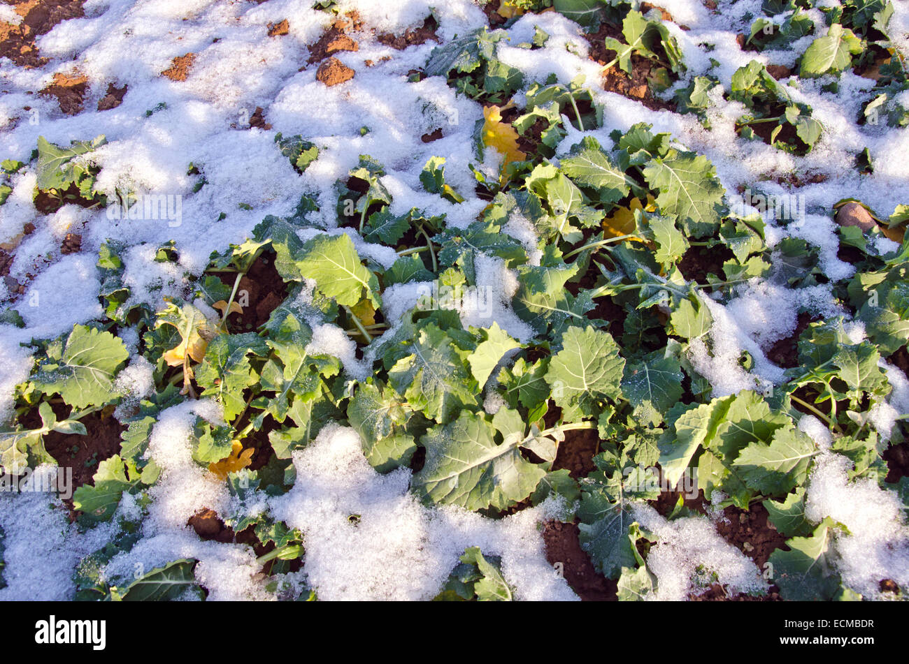 Rapeseed plant hi-res stock photography and images - Alamy