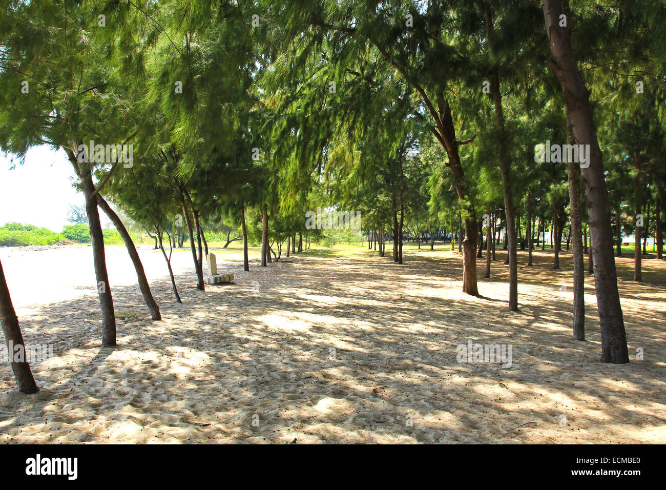 Pine Tree Forest Stock Photo - Alamy