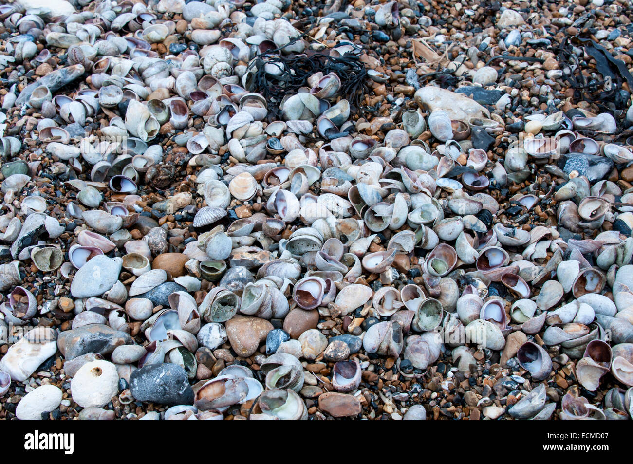 Washed up shells on West Beach, Littlehampton. Most are of the Slipper ...