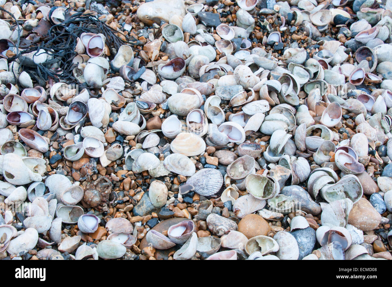 Washed up shells on West Beach, Littlehampton. Most are of the Slipper ...