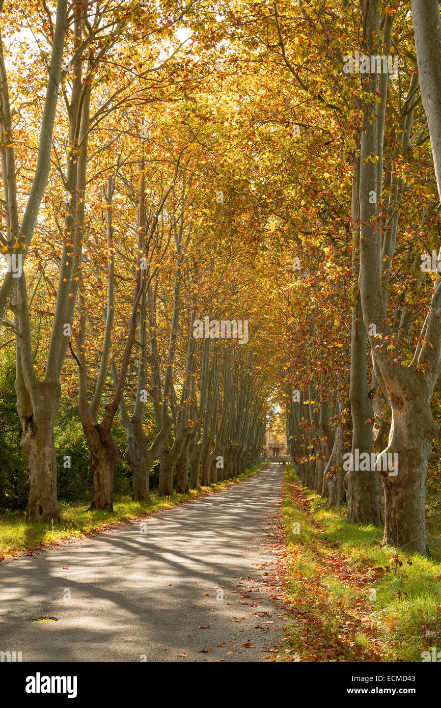 Classic French road, lined with plane trees, long and straight, autumn ...