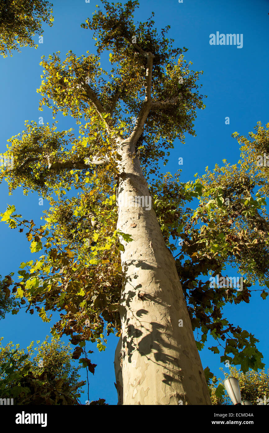 Plane tree in Provence looking up vertically Stock Photo - Alamy
