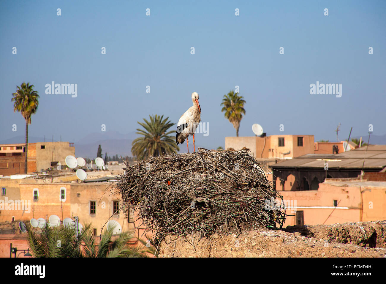 White storks morocco hi-res stock photography and images - Alamy