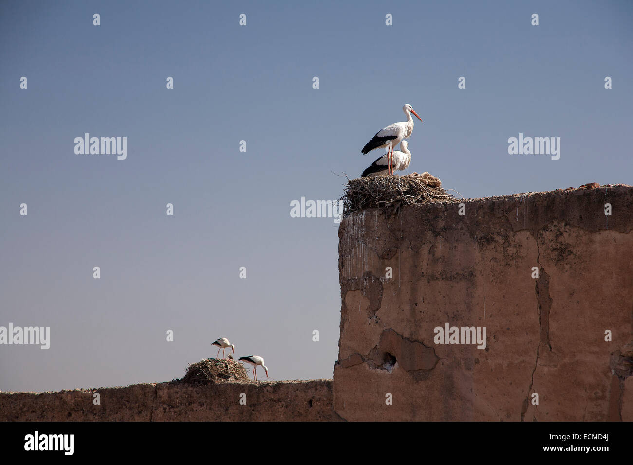 Nesting Storks in Marrakech, Morocco Stock Photo - Alamy