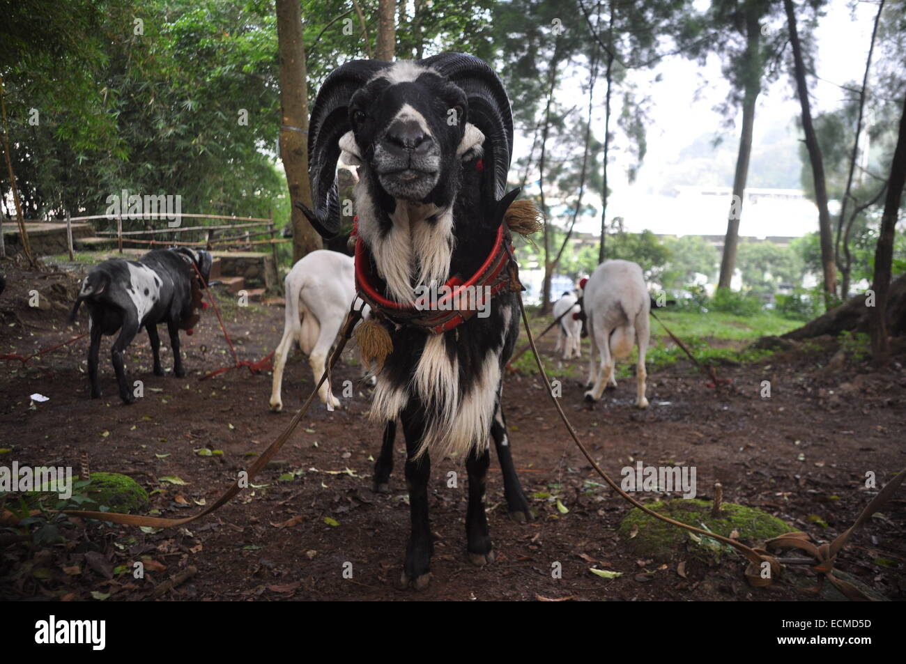Domba Garut High Resolution Stock Photography and Images - Alamy