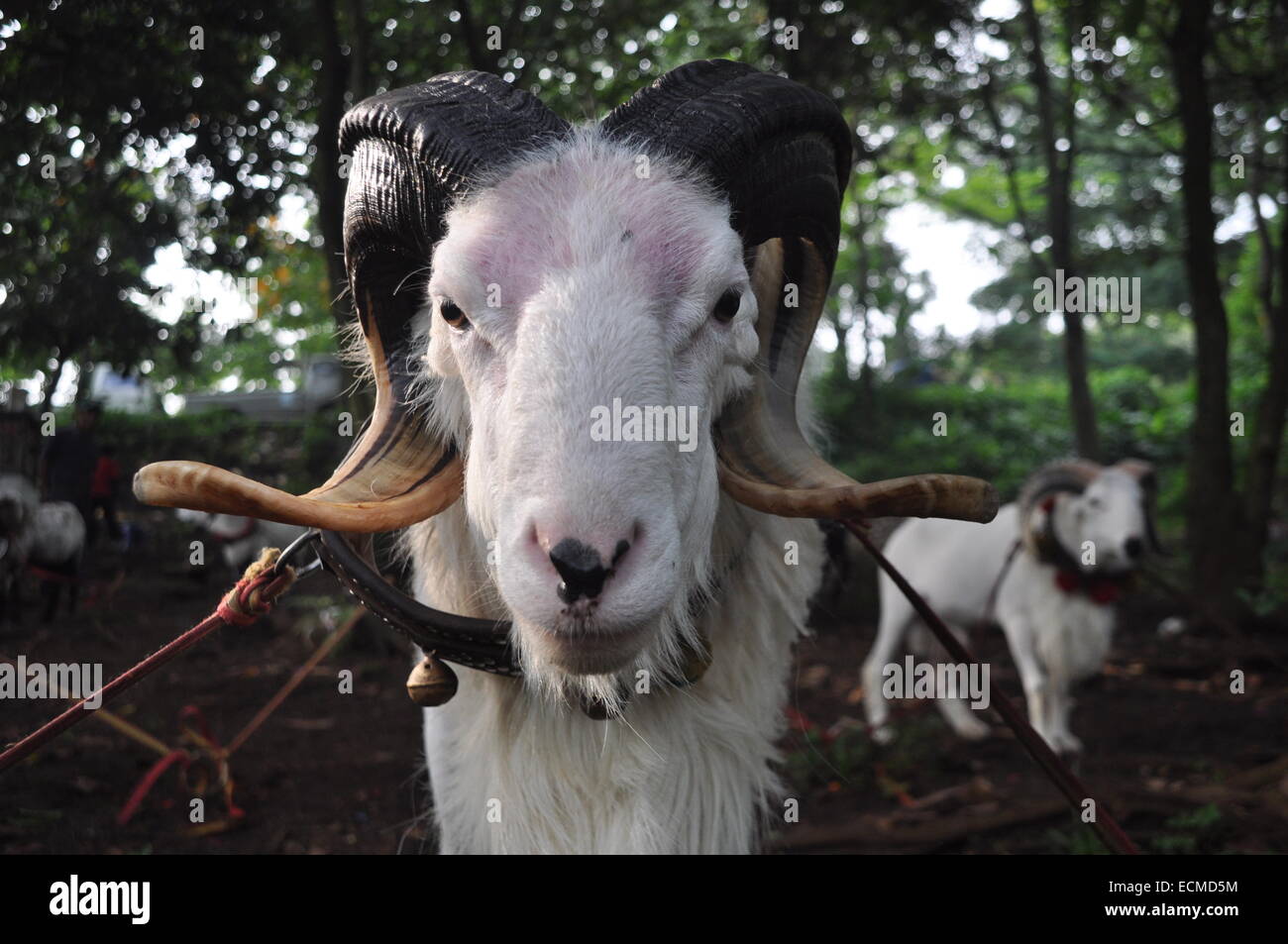 Domba Garut Fighting Stock Photo - Alamy