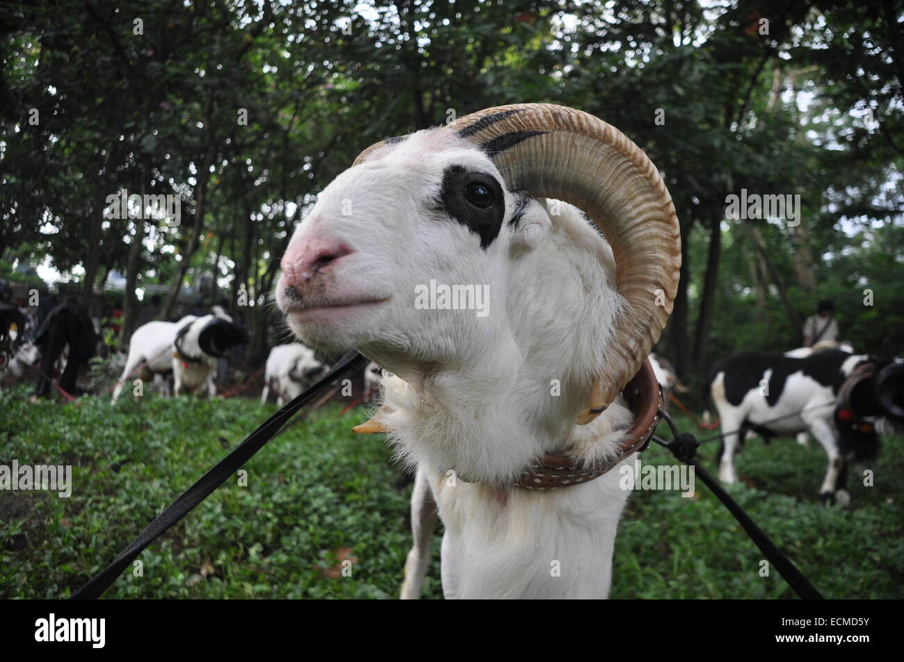 Domba garut hi-res stock photography and images - Alamy