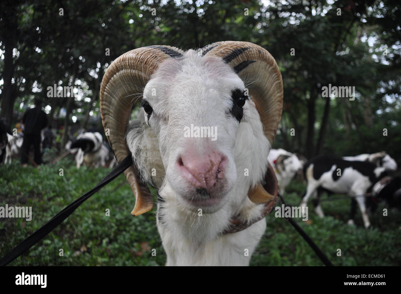 Domba Garut Fighting Stock Photo - Alamy