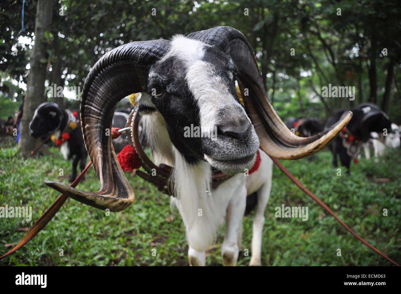 Domba Garut Fighting Stock Photo - Alamy