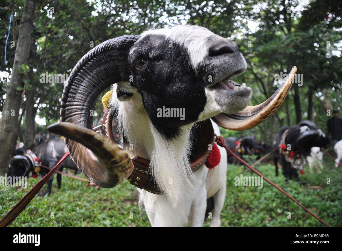 Domba hi-res stock photography and images - Alamy