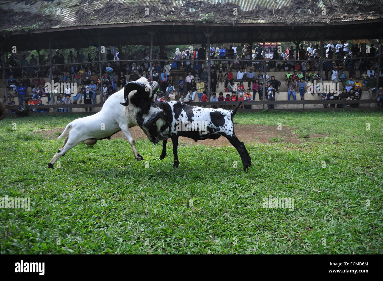 Domba Garut Fighting Stock Photo - Alamy