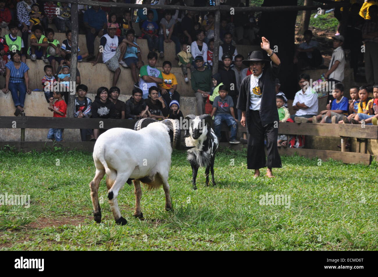 Domba Garut Fighting Stock Photo - Alamy