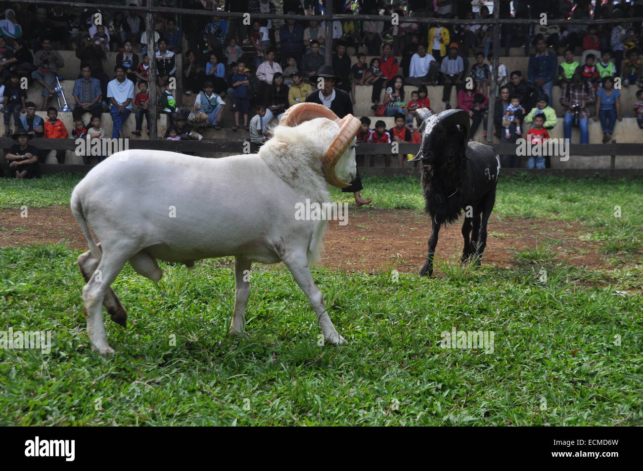 Domba Garut Fighting Stock Photo - Alamy