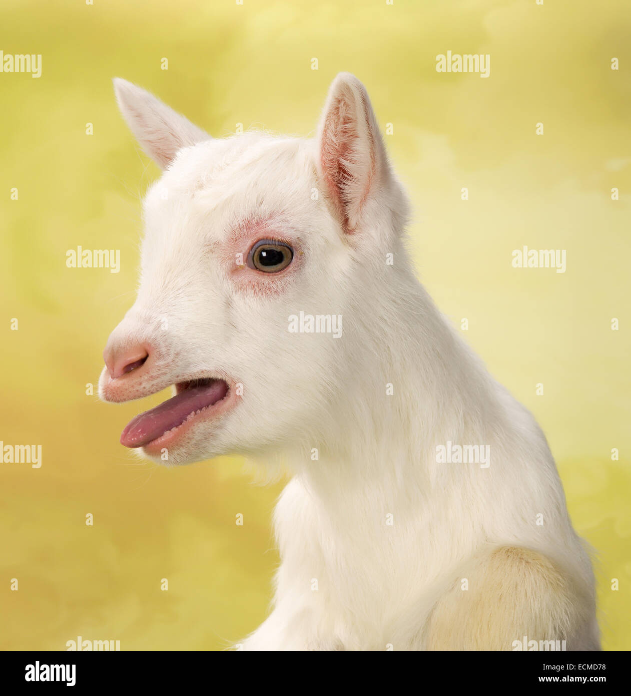 Newborn white baby milk goat bleating loudly Stock Photo - Alamy
