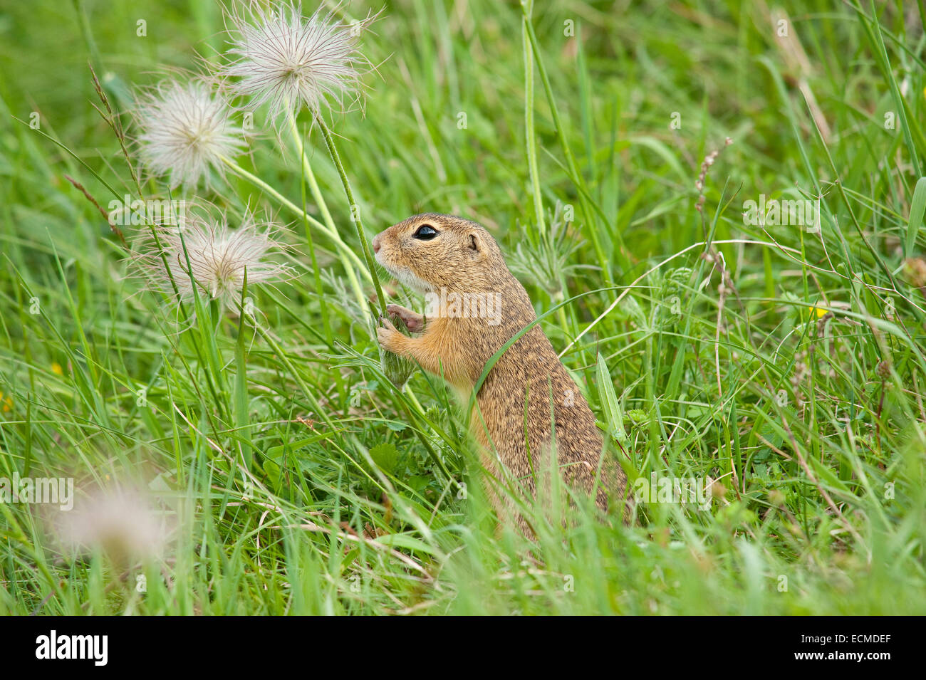 European Ground Squirrel or European Souslik (Spermophilus citellus ...