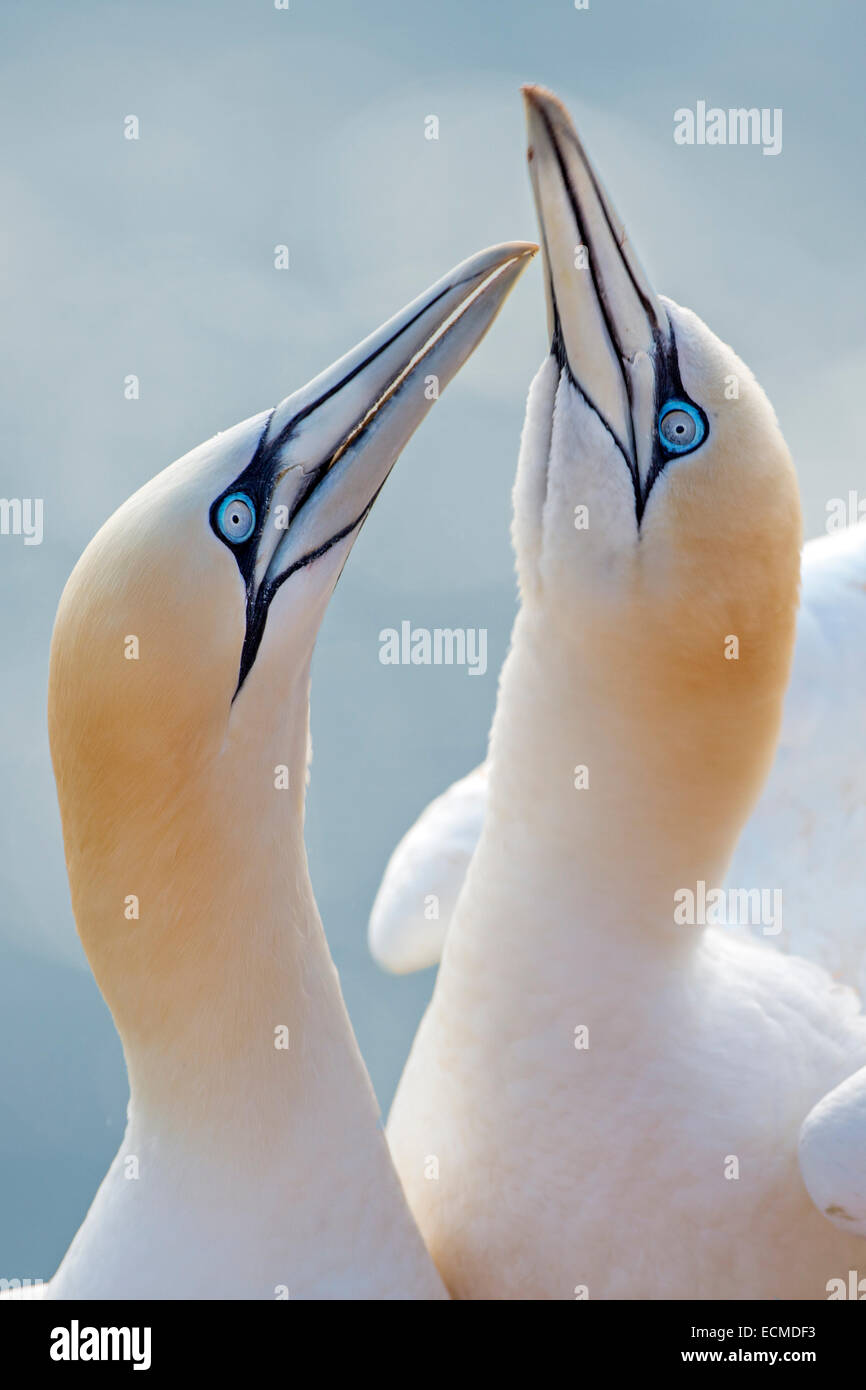 Two gannet bird hi-res stock photography and images - Alamy
