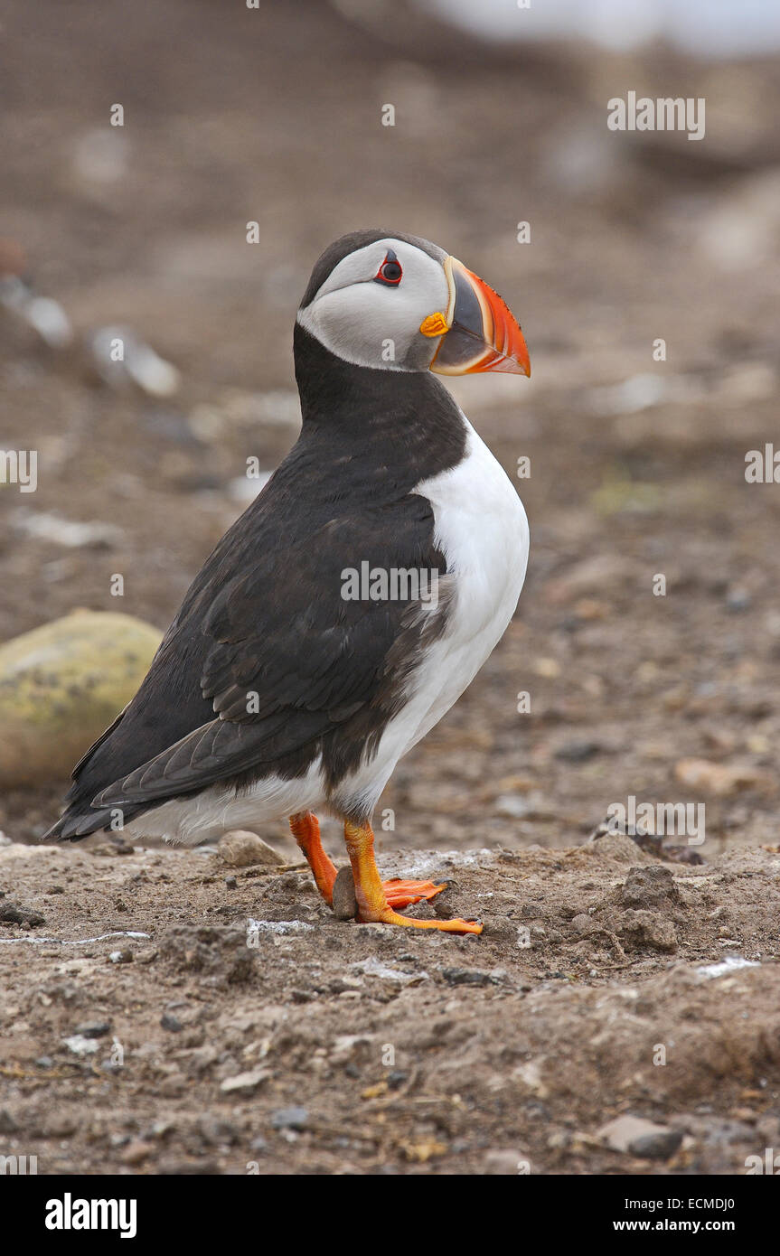 Side view of puffin face hi-res stock photography and images - Alamy