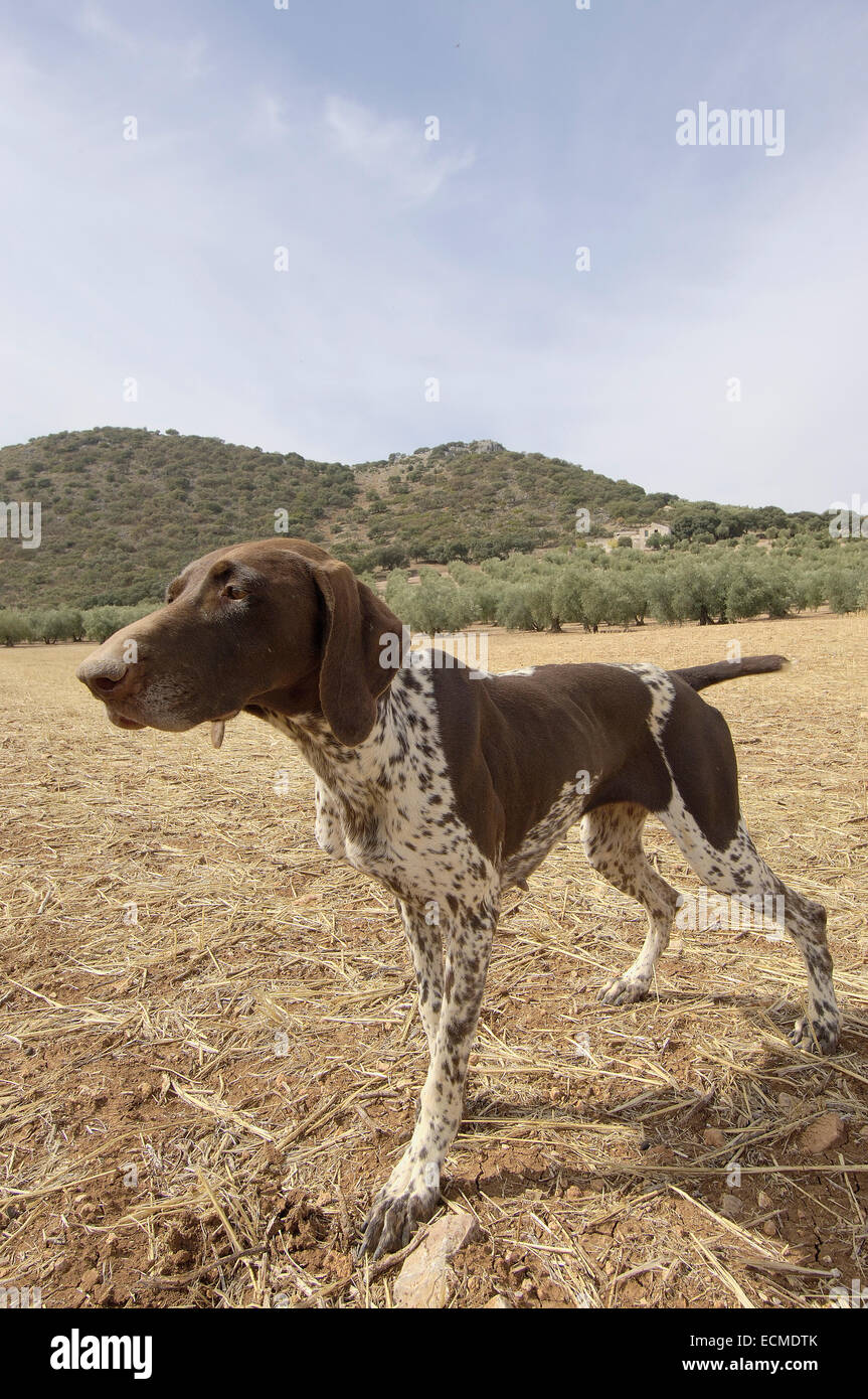 Speckled pointer hi-res stock photography and images - Alamy
