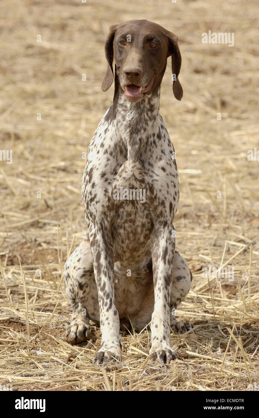 Speckled pointer hi-res stock photography and images - Alamy