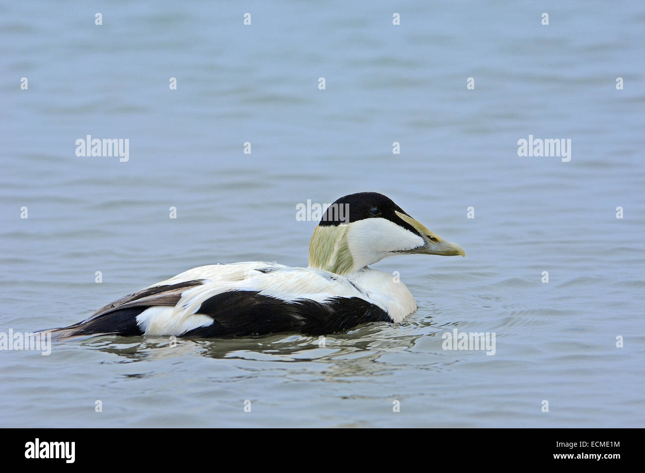 Common eider (Somateria mollissima), male Stock Photo - Alamy