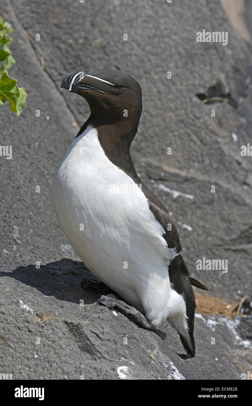 Razorbill (Alca torda Stock Photo - Alamy