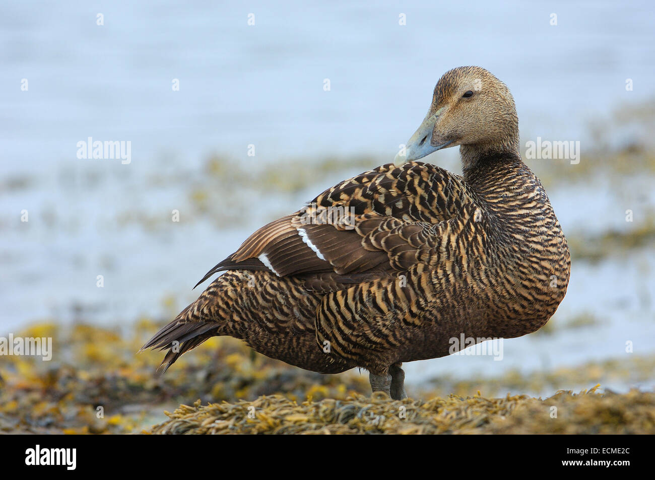 Female eiders hi-res stock photography and images - Alamy