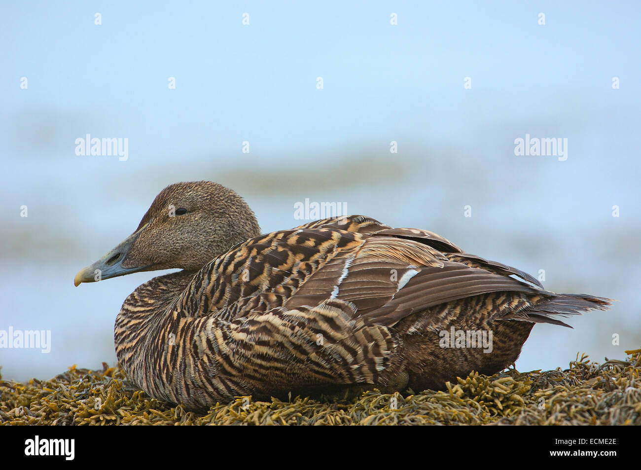 Female eiders hi-res stock photography and images - Alamy