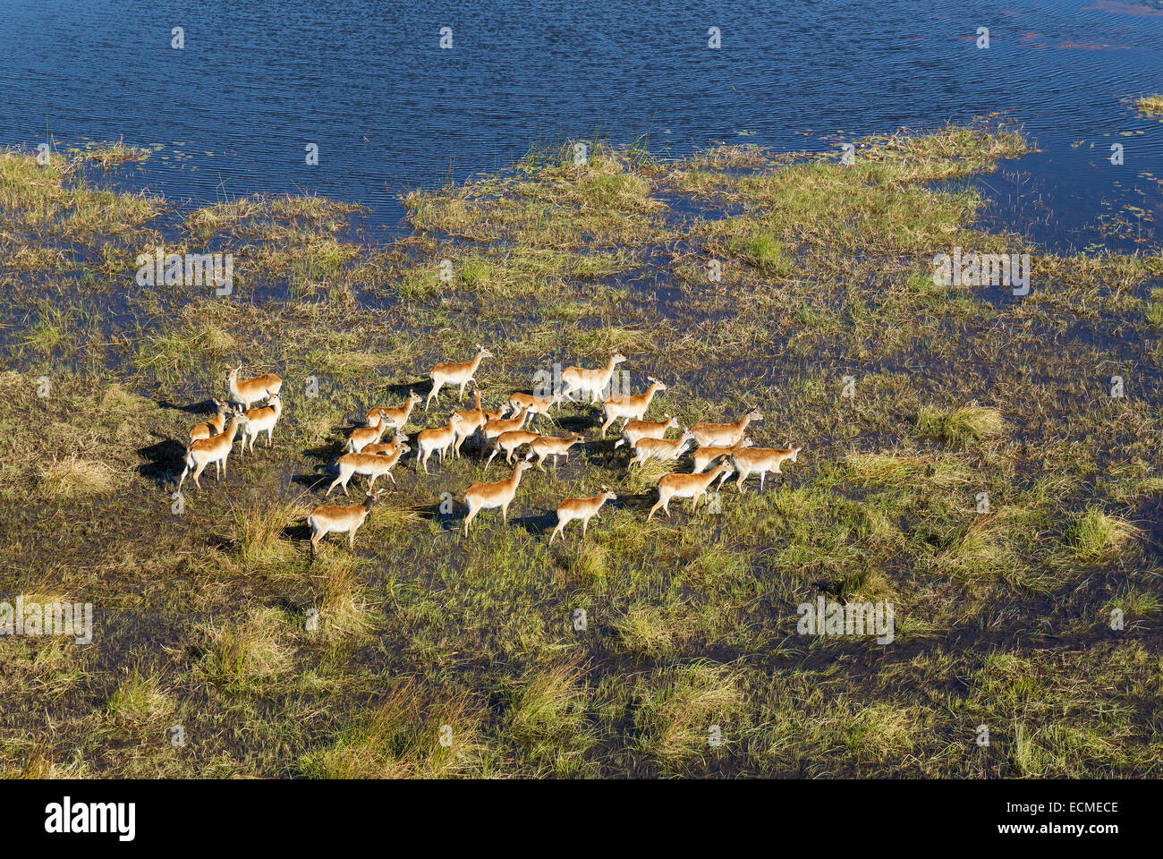 Red Lechwe (Kobus leche leche), roaming in a freshwater marsh, aerial ...