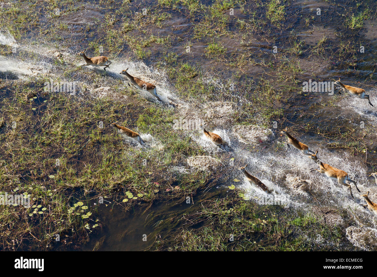 Red lechwe hi-res stock photography and images - Alamy
