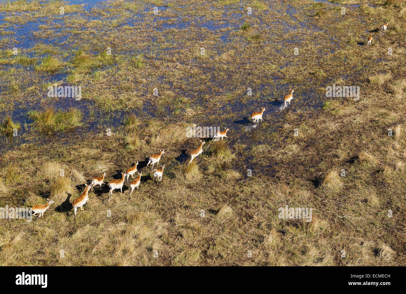 Red Lechwe (Kobus leche leche), running in a freshwater marsh, aerial ...