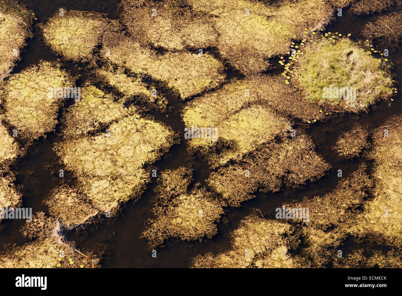 Marshland with aquatic plants, aerial view, Okavango Delta, Moremi Game ...