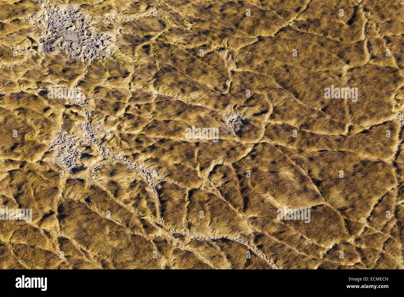 Marshland with animal trails and little muddy pools, aerial view ...