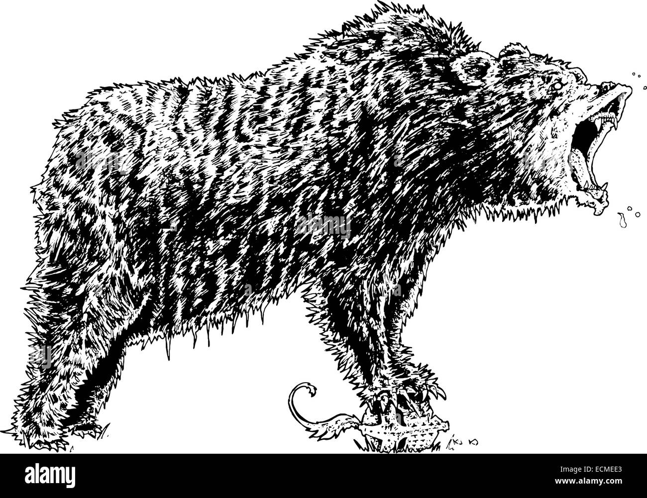 roaring bear black and white illustration Stock Vector Image & Art - Alamy