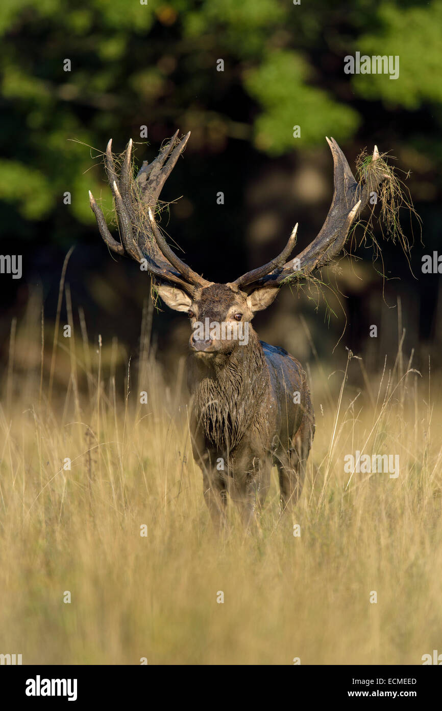 Red Deer (Cervus elaphus), capital rutting stag after wallow, display ...