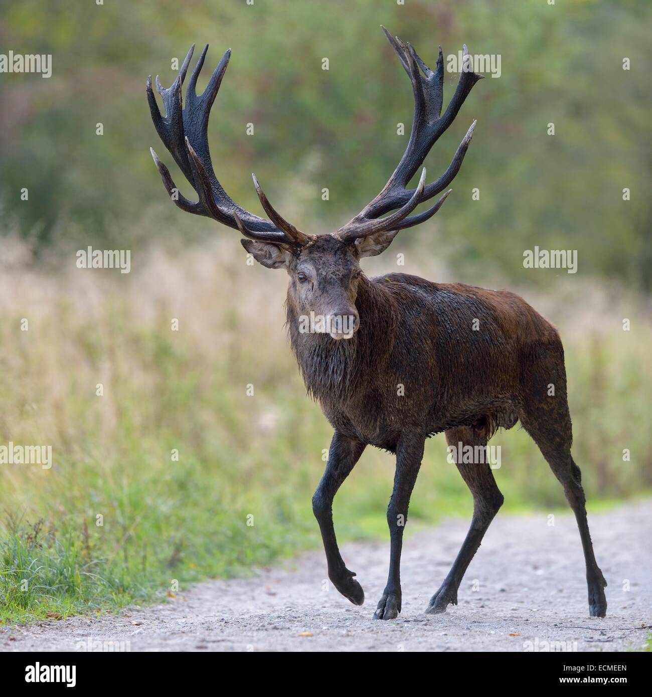 Red Deer (Cervus elaphus) stag crossing a forest path, Klampenborg ...