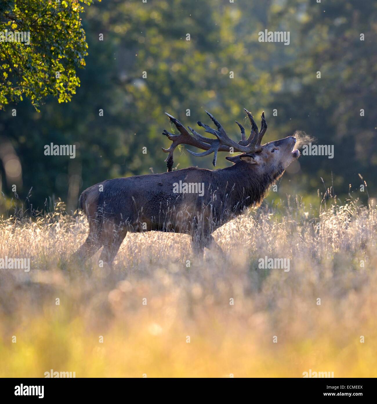 Red Deer (Cervus elaphus) calling stag with condensing breath ...