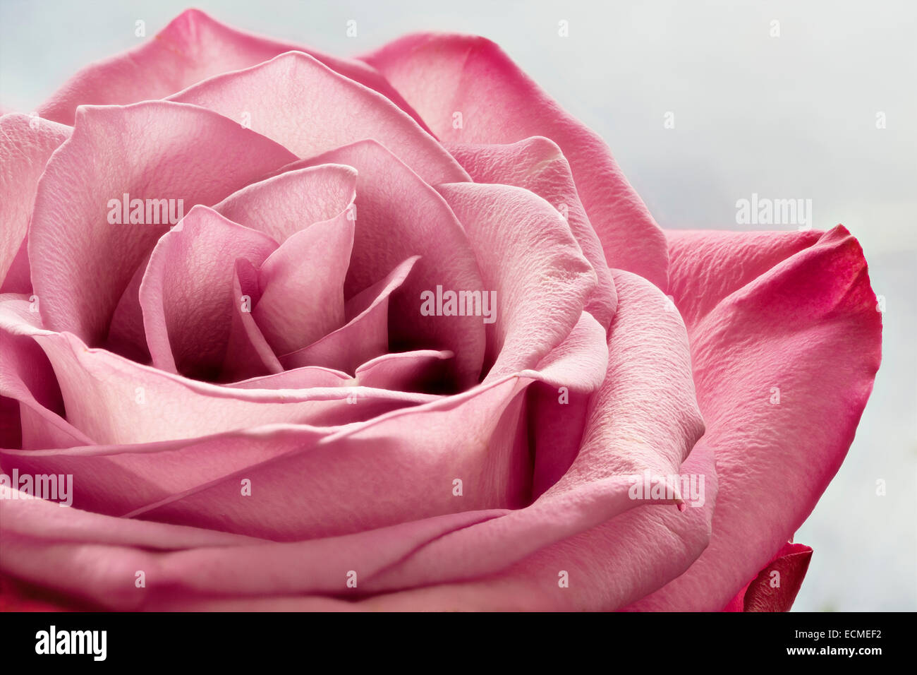 Rose Macro High Resolution Stock Photography and Images - Alamy