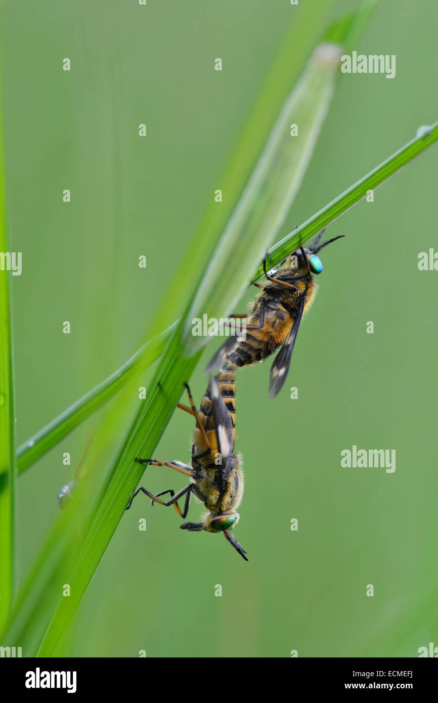 Twin-lobed deerfly (Chrysops relictus), mating, Emsland, Lower Saxony ...