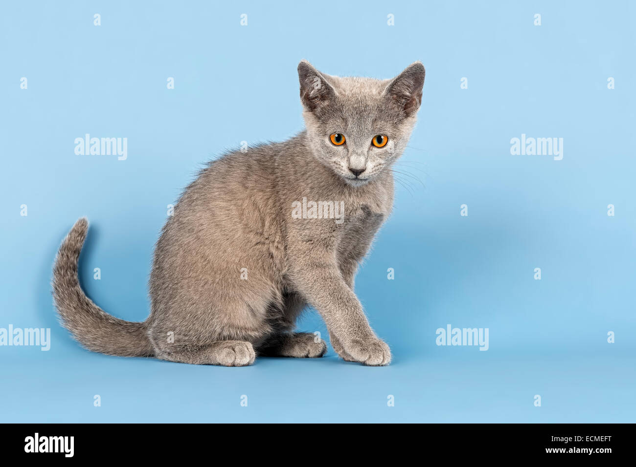 Side view russian blue cat hi-res stock photography and images - Alamy