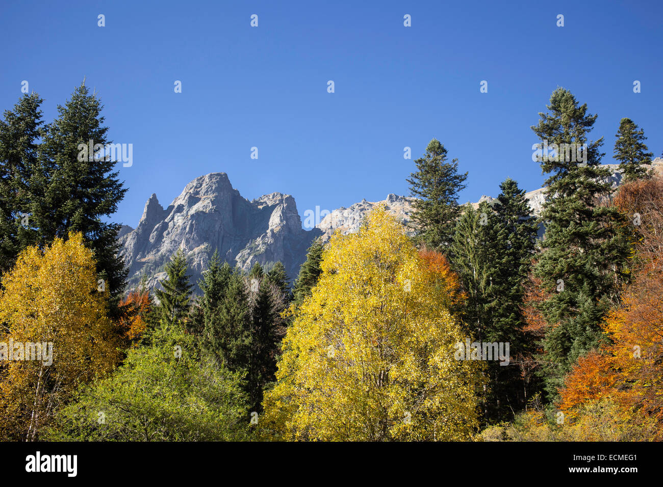 Rila mountains, forest in autumn colours, Rila, Bulgaria Stock Photo ...