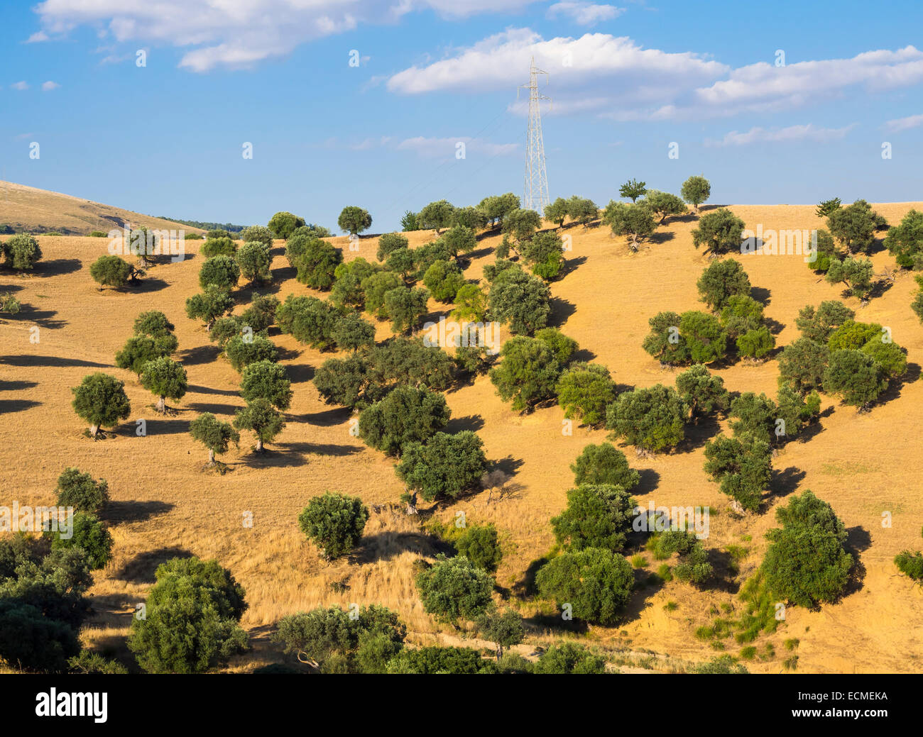 Olive plantation sicily hi-res stock photography and images - Alamy
