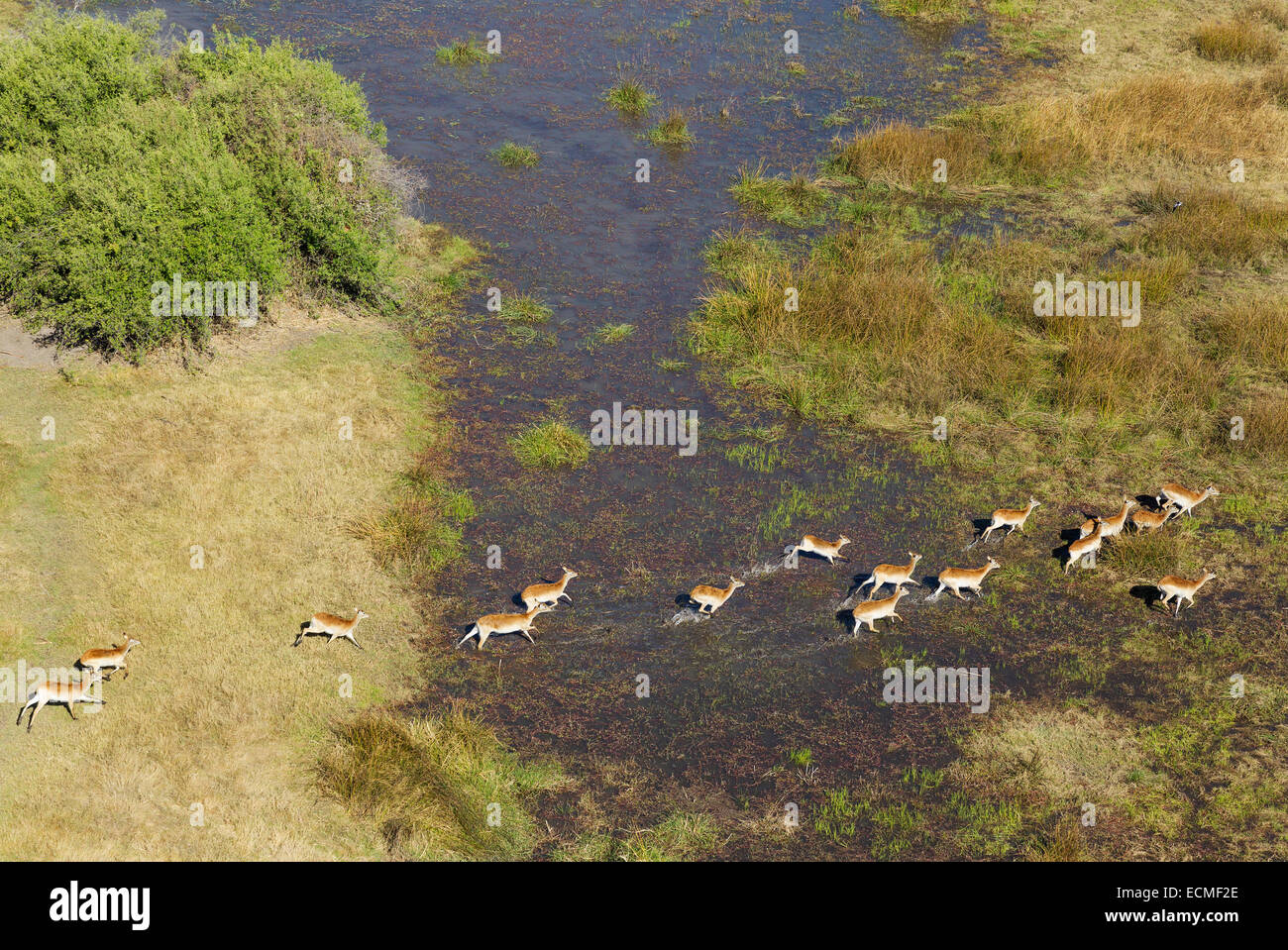Running freshwater marsh hi-res stock photography and images - Alamy