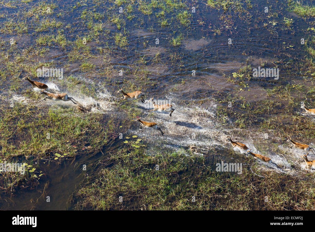 Red Lechwe (Kobus leche leche), running in a freshwater marsh, aerial ...
